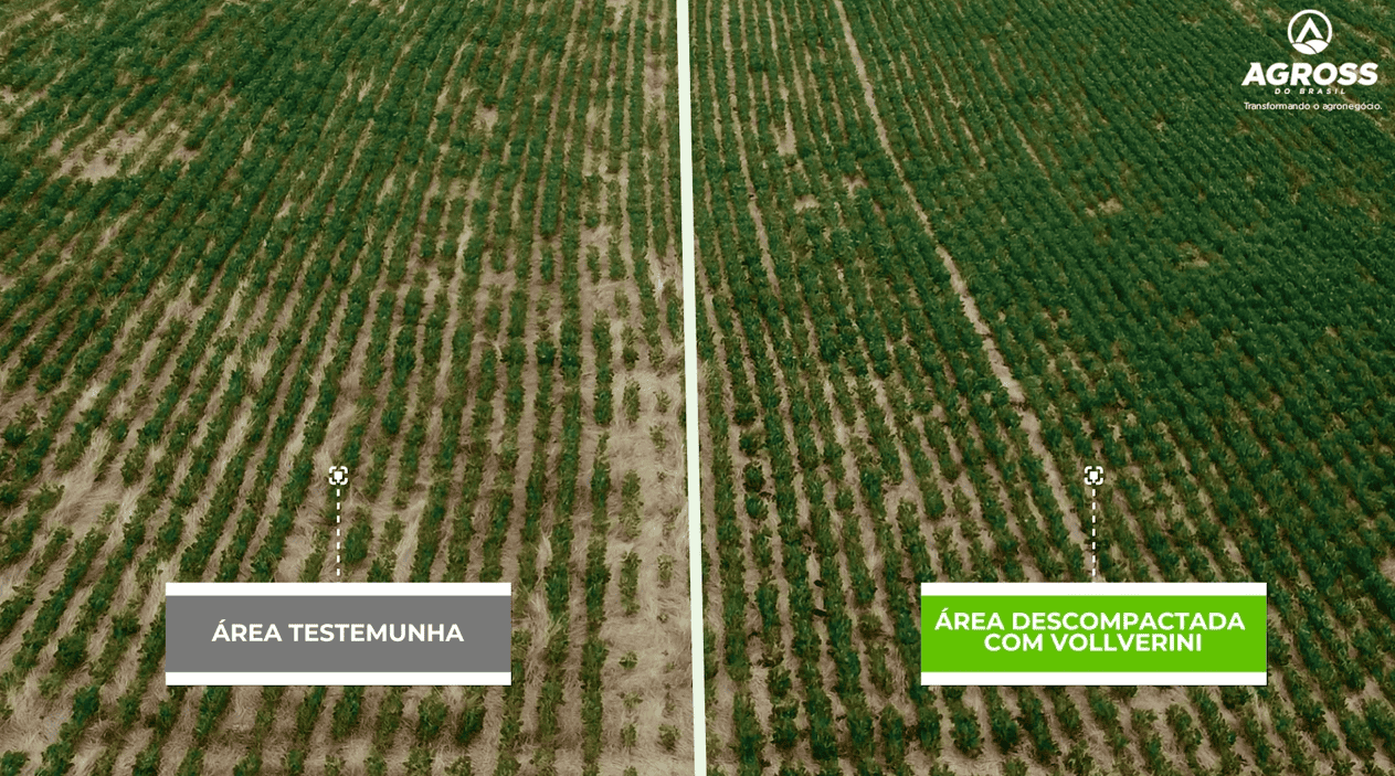 Agricultura Familiar: como o Vollverini pode ajudar pequenas ...